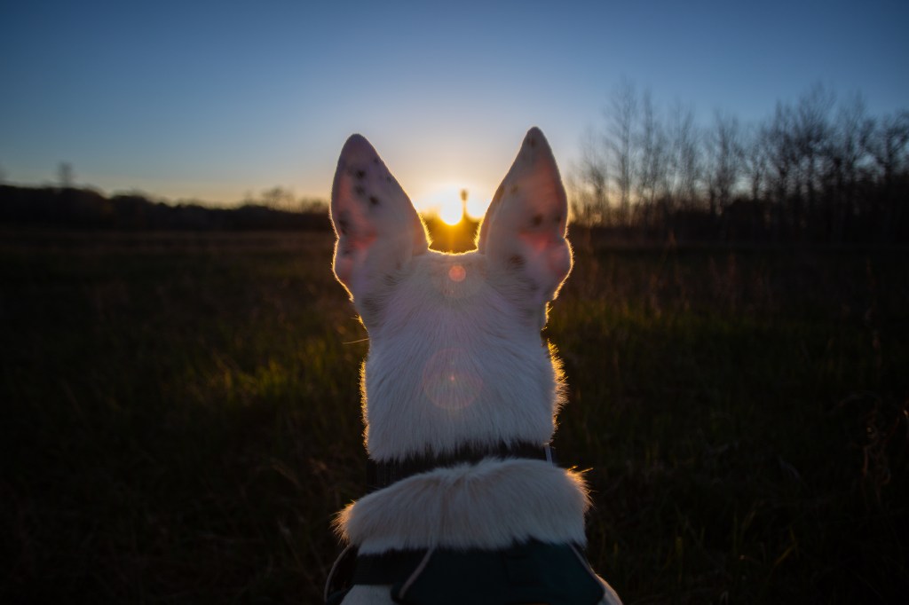 The Northern Michigan Mutts – Life with my dogs and our adventures in ...